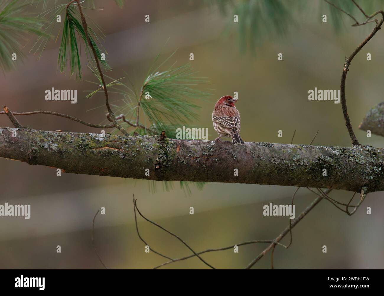 Orange house finch hi-res stock photography and images - Alamy