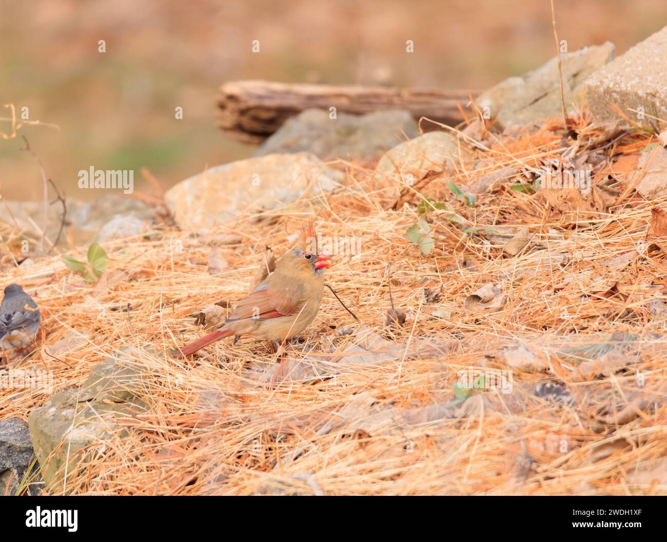 Fall cardinal hi-res stock photography and images - Alamy