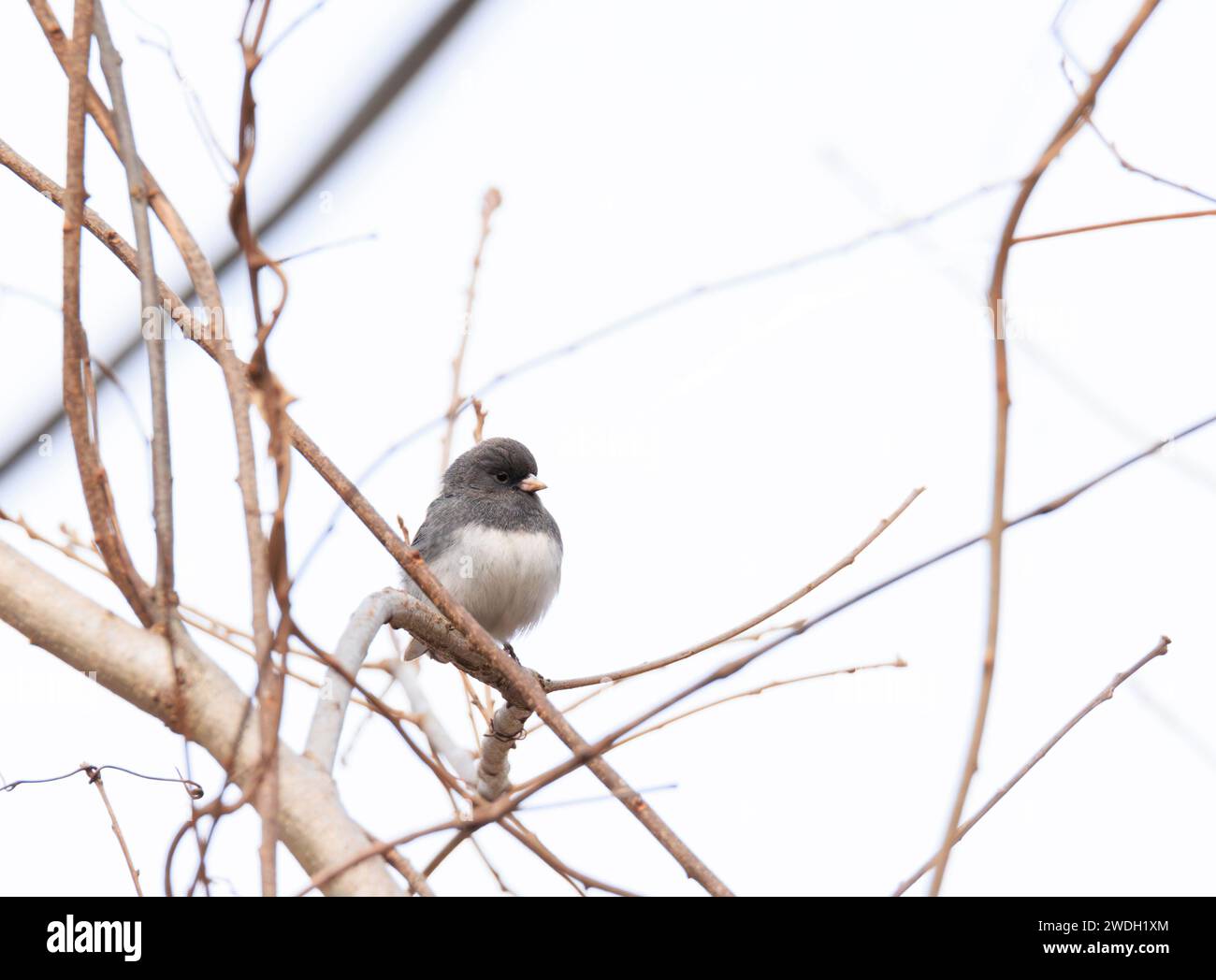 A dark-eyed Junco perched on a small tree with branches facing camera ...