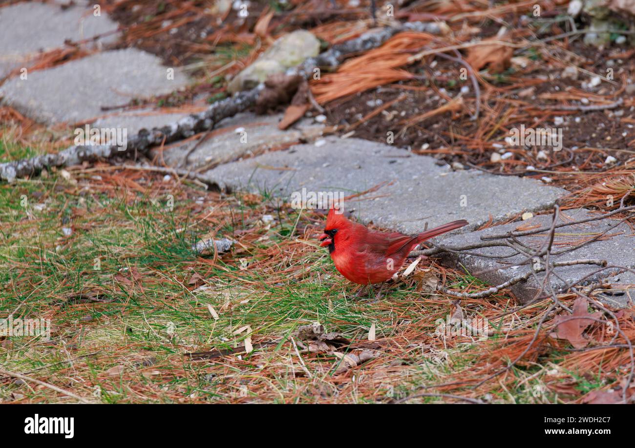 Male Northern Cardinal eating bird seed in green grass Stock Photo - Alamy