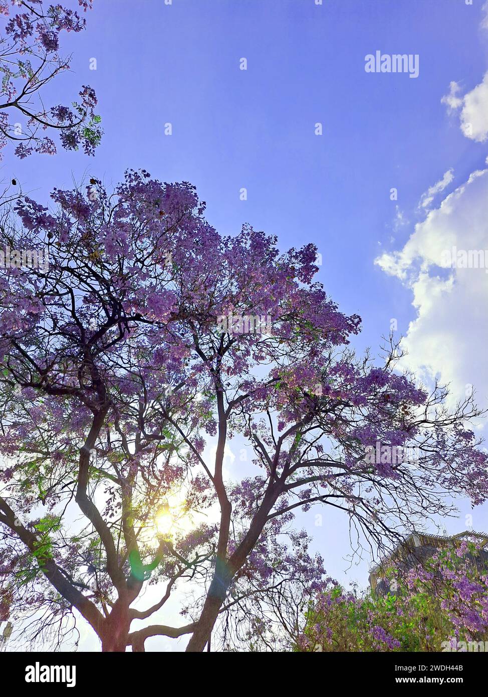 The jacaranda flower trees in Mexico City bloom in spring and do so in ...