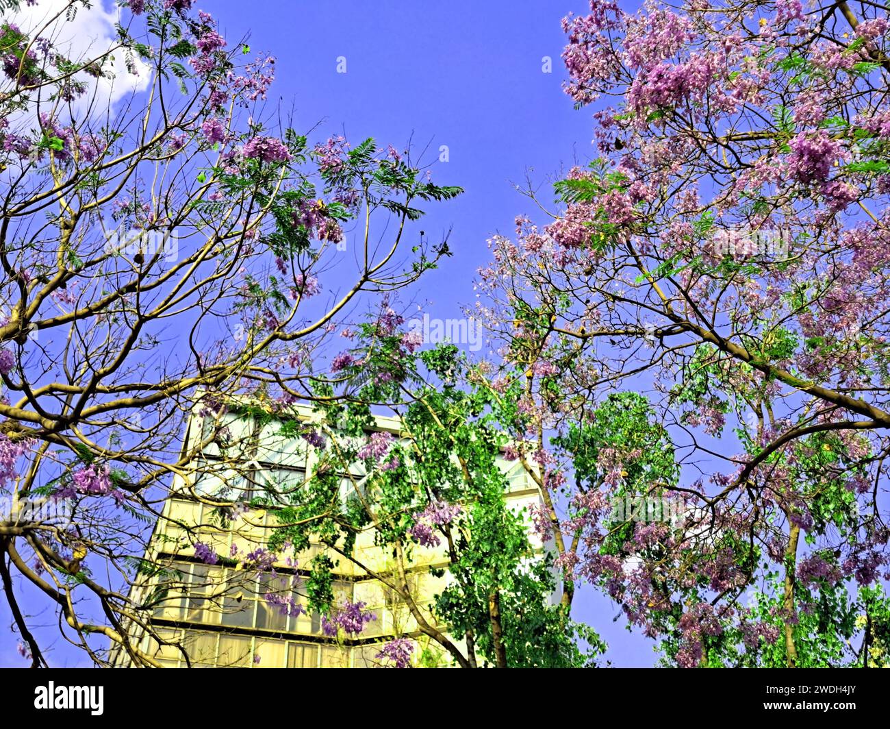 The jacaranda flower trees in Mexico City bloom in spring and do so in ...