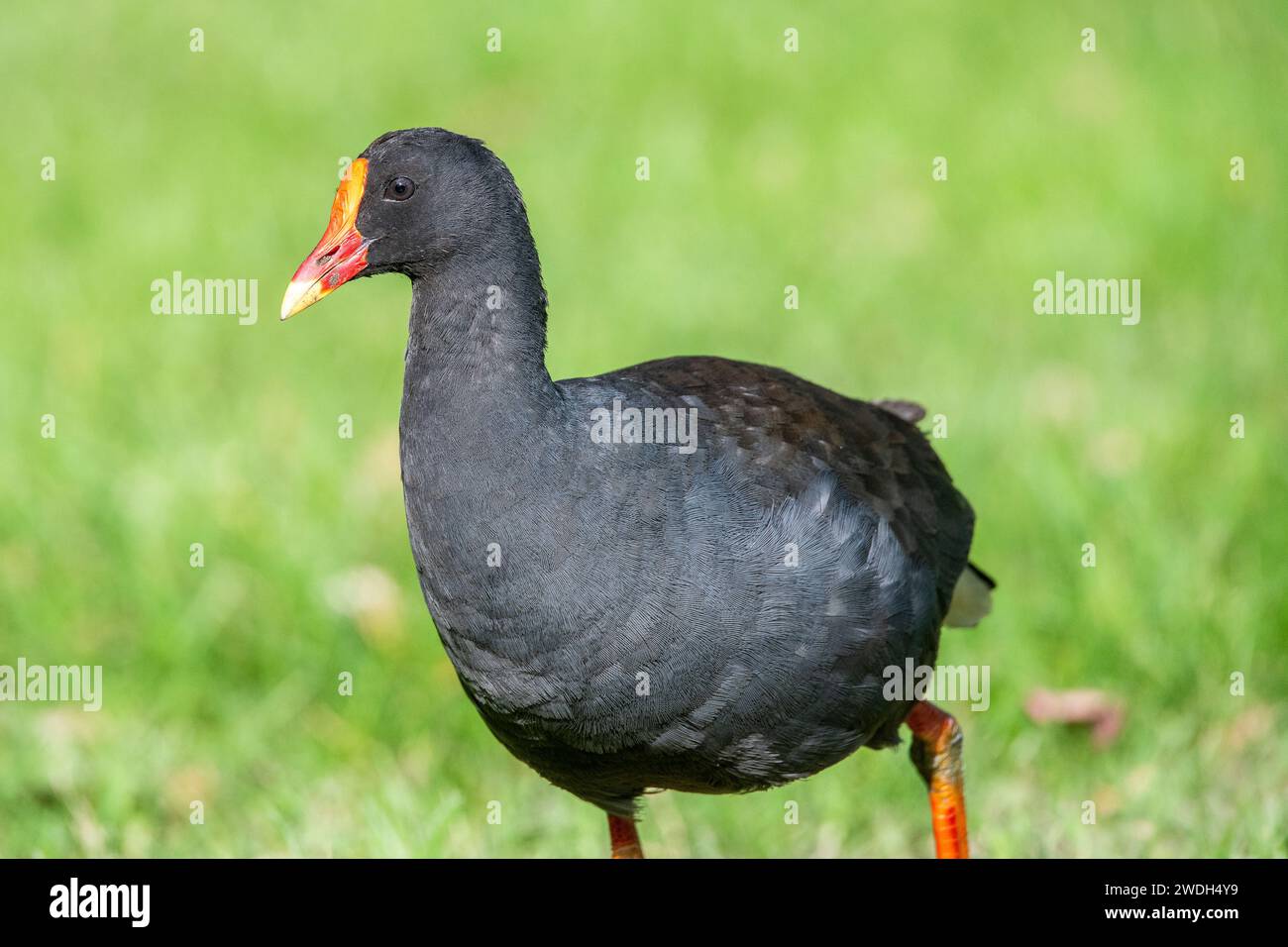Dusky moorhen bird species hi-res stock photography and images - Alamy