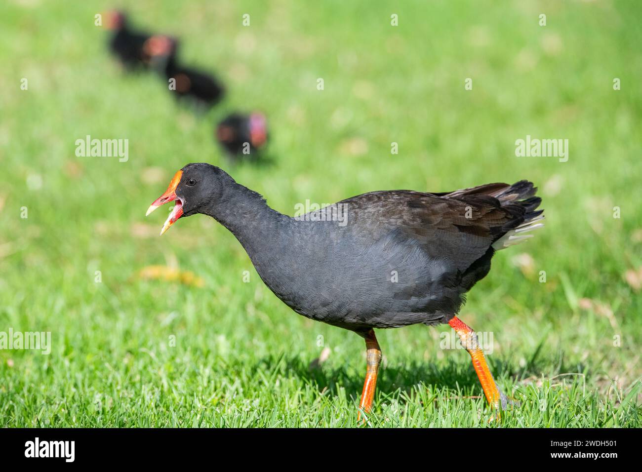 dusky moorhen (Gallinula tenebrosa) with youngs Stock Photo - Alamy