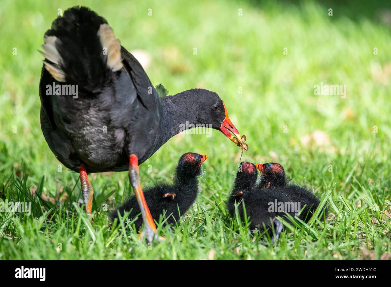 dusky moorhen (Gallinula tenebrosa) feeds her chicks with a beetle ...