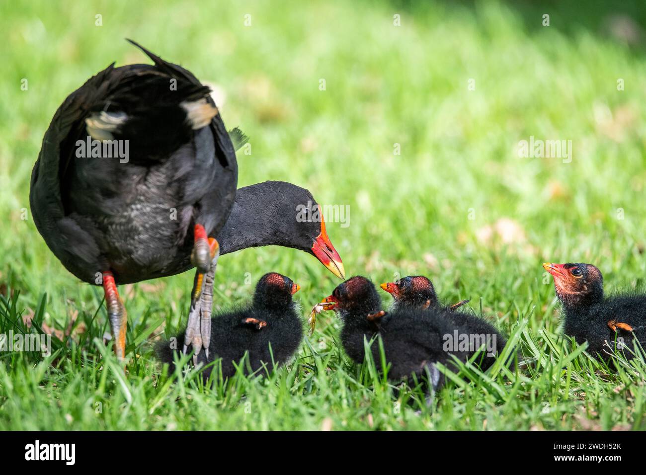 dusky moorhen (Gallinula tenebrosa) feeds her chicks with a beetle ...