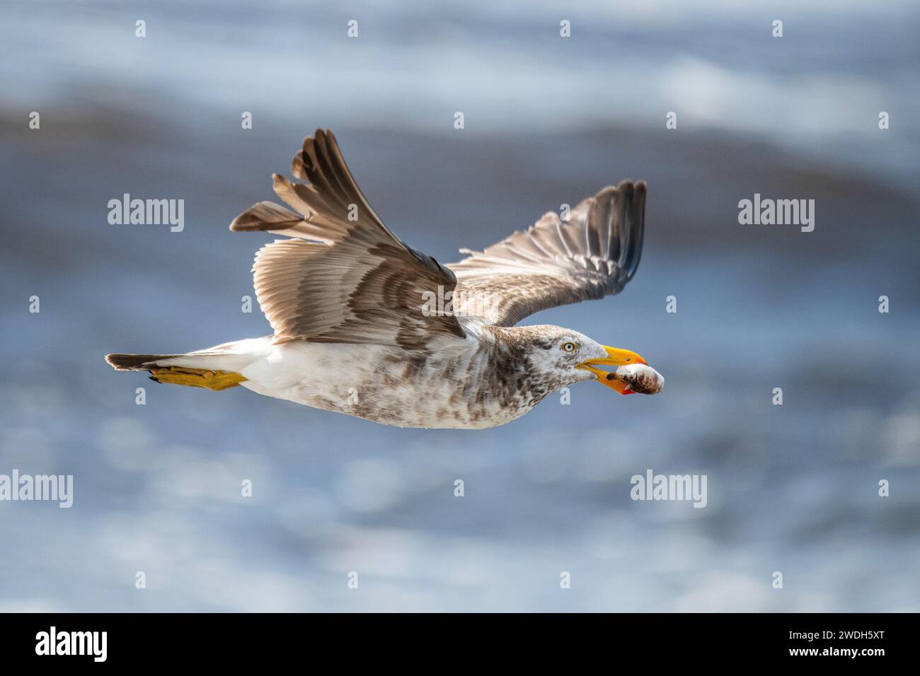 Pacific gull (Larus pacificus), immature in flight, with a pufferfish ...