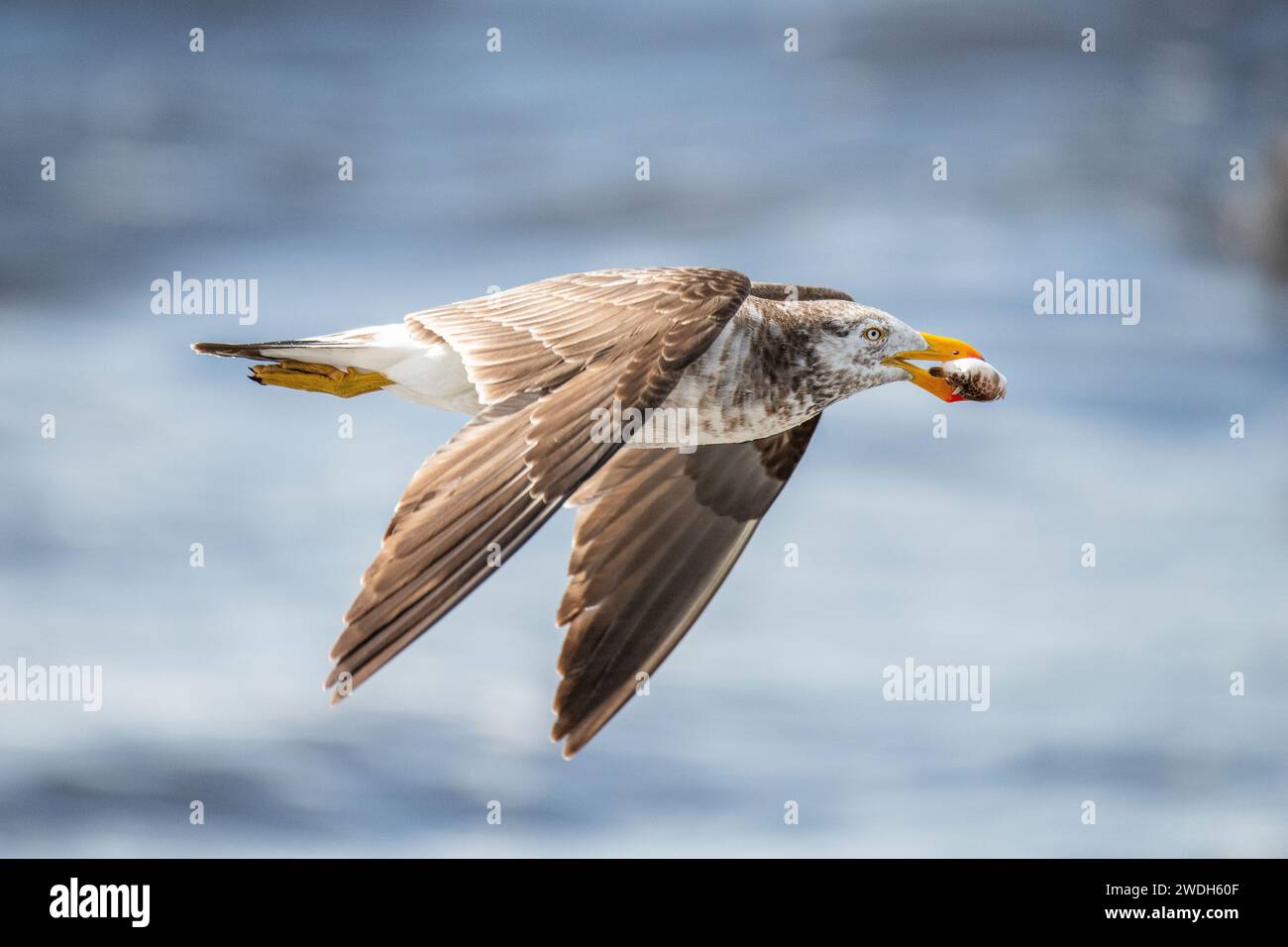 Pacific gull (Larus pacificus), immature in flight, with a pufferfish ...