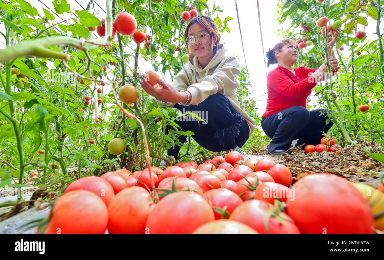 ZHANGYE, CHINA - JANUARY 20, 2024 - Farmers pick ripe tomatoes at a ...