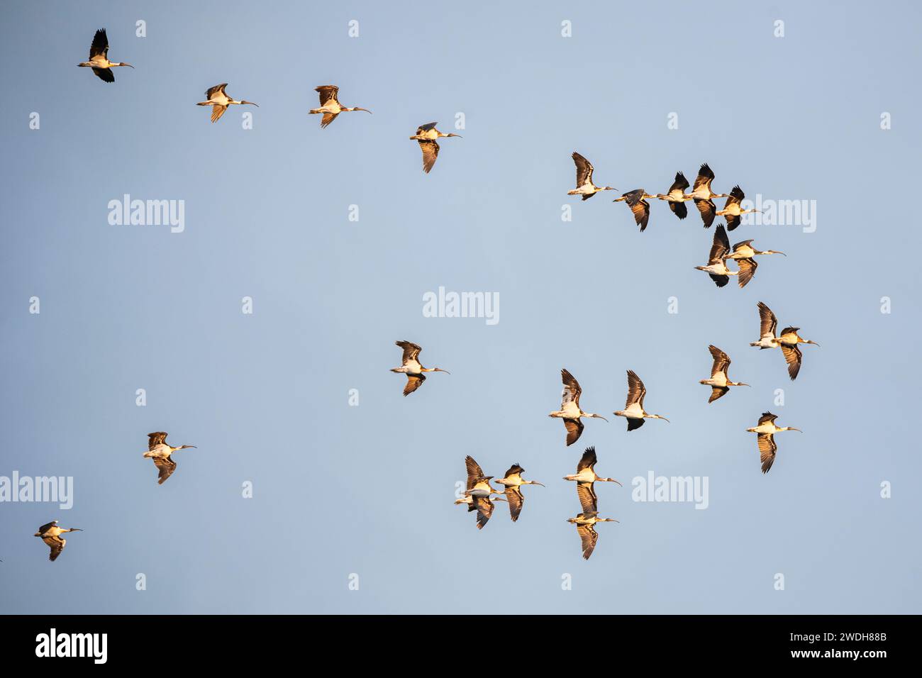 straw-necked ibis (Threskiornis spinicollis), large group in flight ...