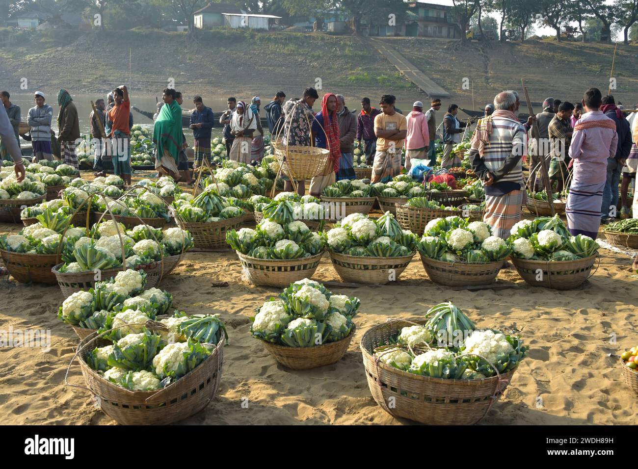 Sylhet. 21st Jan, 2024. This photo shows baskets of cauliflowers on a ...