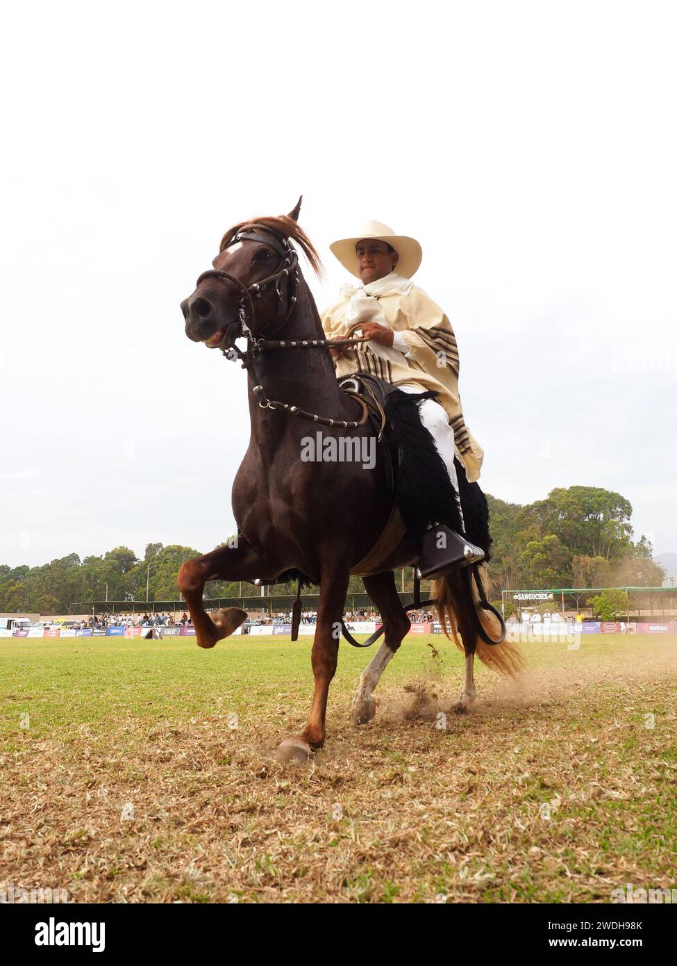 Peruvian horse and rider, known as Chalan, showing his gait at the XXI ...