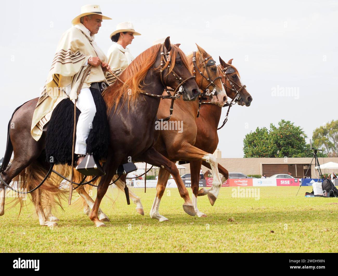 Peruvian horses and riders, known as Chalan, showing his gait at the ...