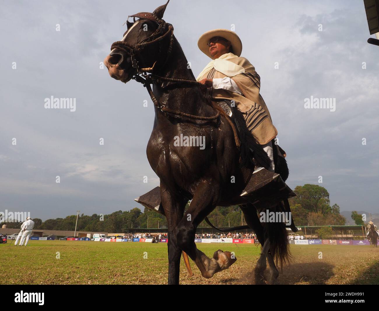 Peruvian horse and rider, known as Chalan, showing his gait at the XXI ...