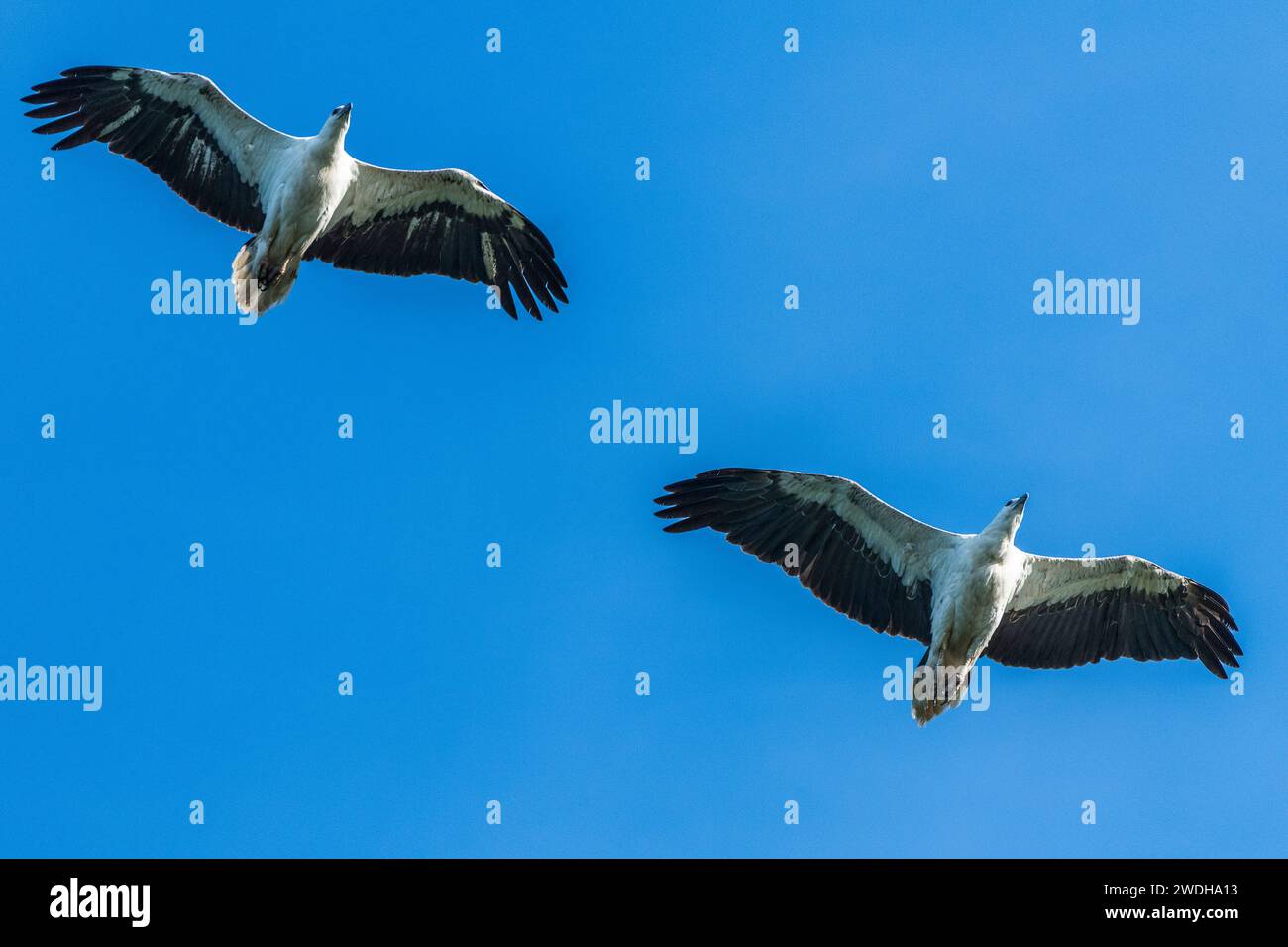 white-bellied sea eagle (Icthyophaga leucogaster), fly Stock Photo - Alamy