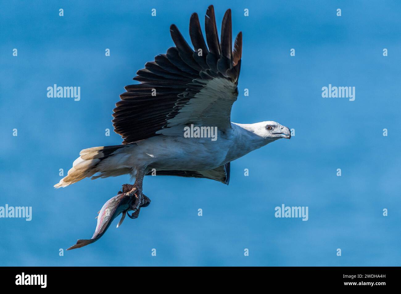 white-bellied sea eagle (Icthyophaga leucogaster), fly, with a fish ...