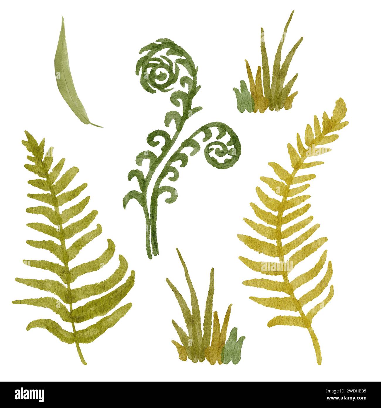Seamless hand drawn watercolor illustration with green wild ferns herbs flowers leaves in wood ...