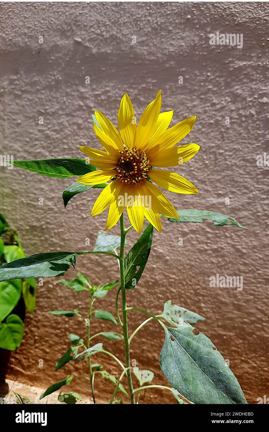 View of fully bloomed sunflower plant againt painted, grainy wall Stock ...