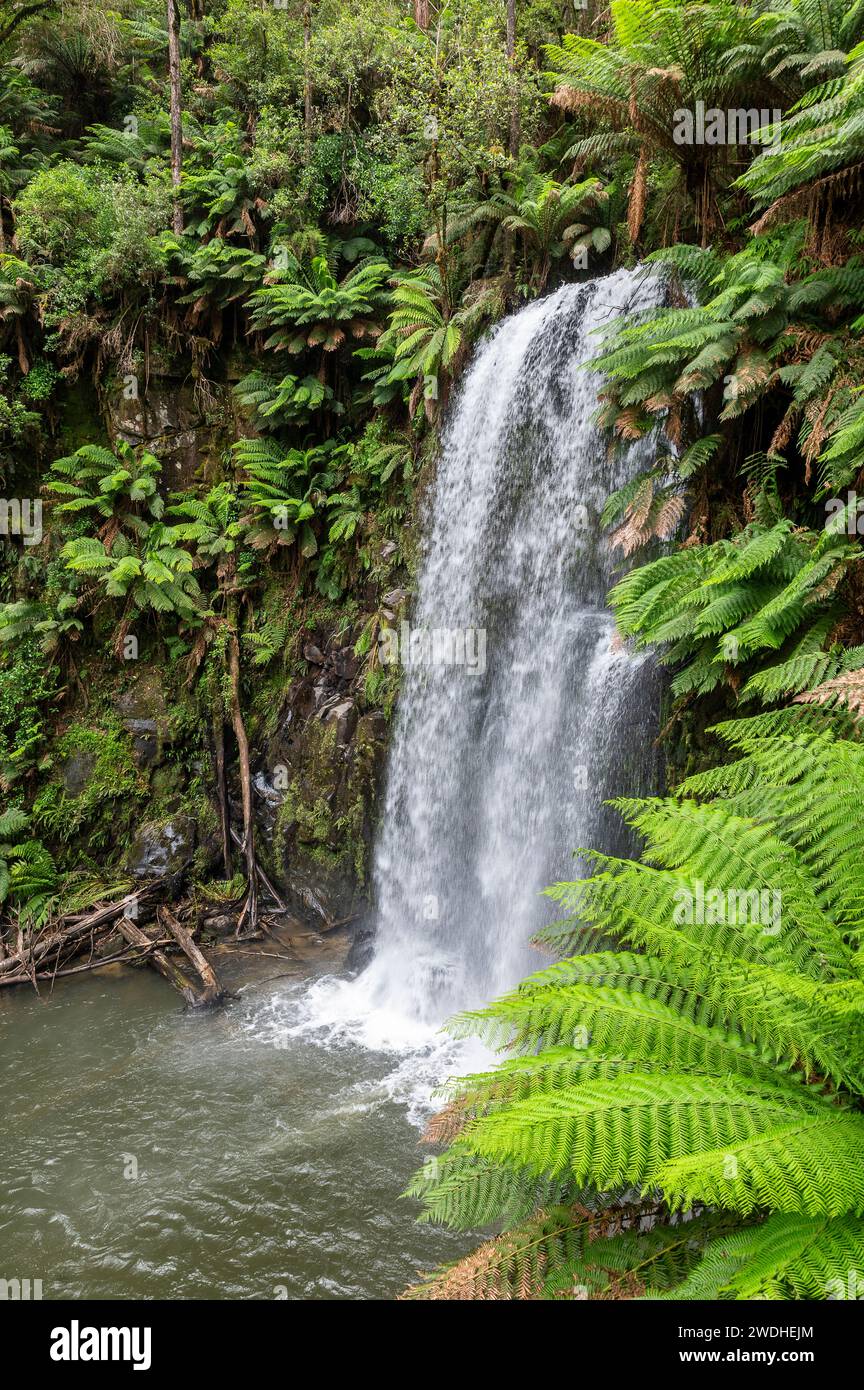 Beauchamp Falls in Otway Forest Park Stock Photo - Alamy