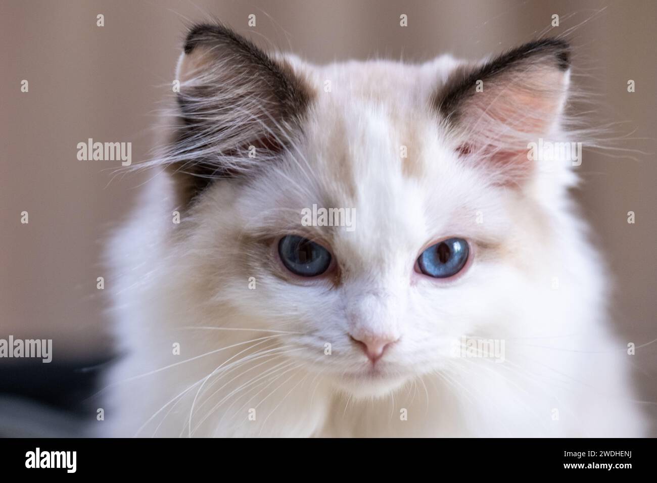 Cute, small Ragdoll cat. 3 months old Stock Photo - Alamy
