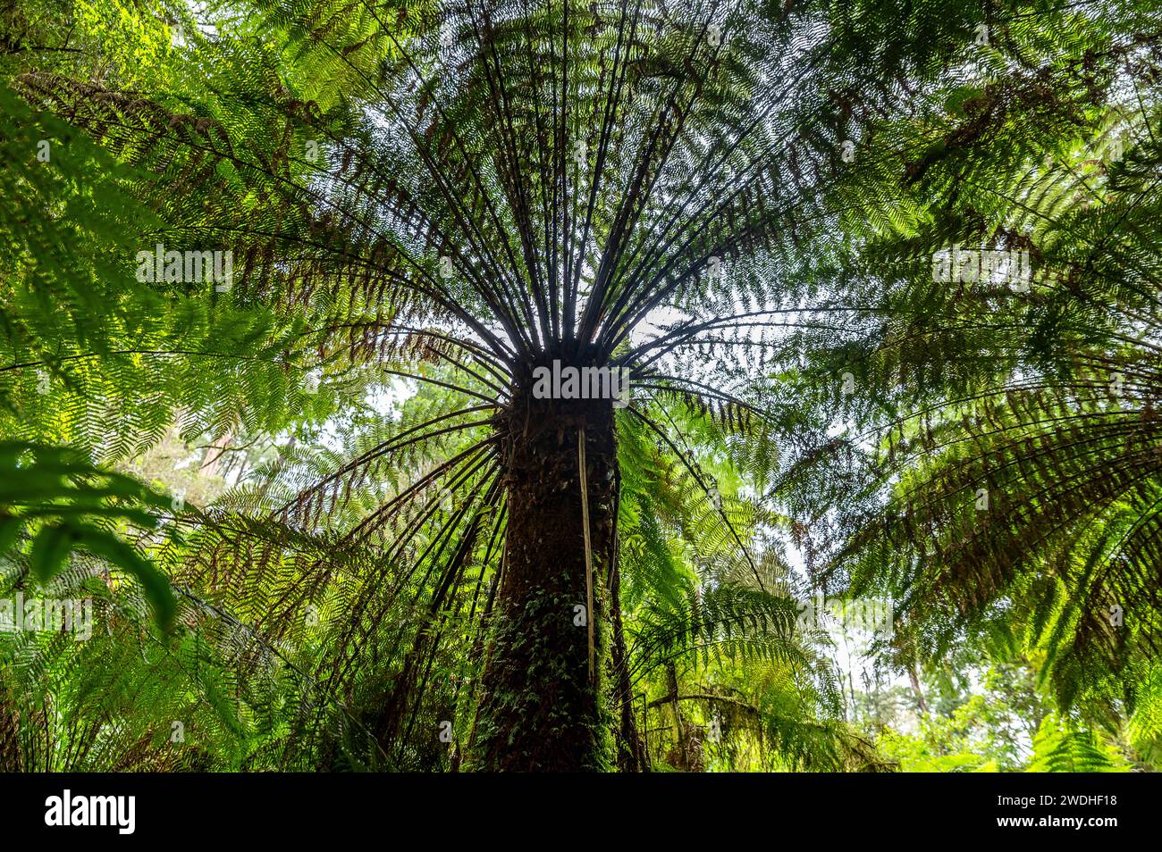 Tree Ferns Near Beauchamp Falls, Otway Forest Park Stock Photo - Alamy