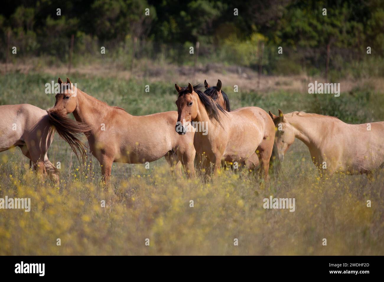 Herd of horses running together in pasture Stock Photo - Alamy