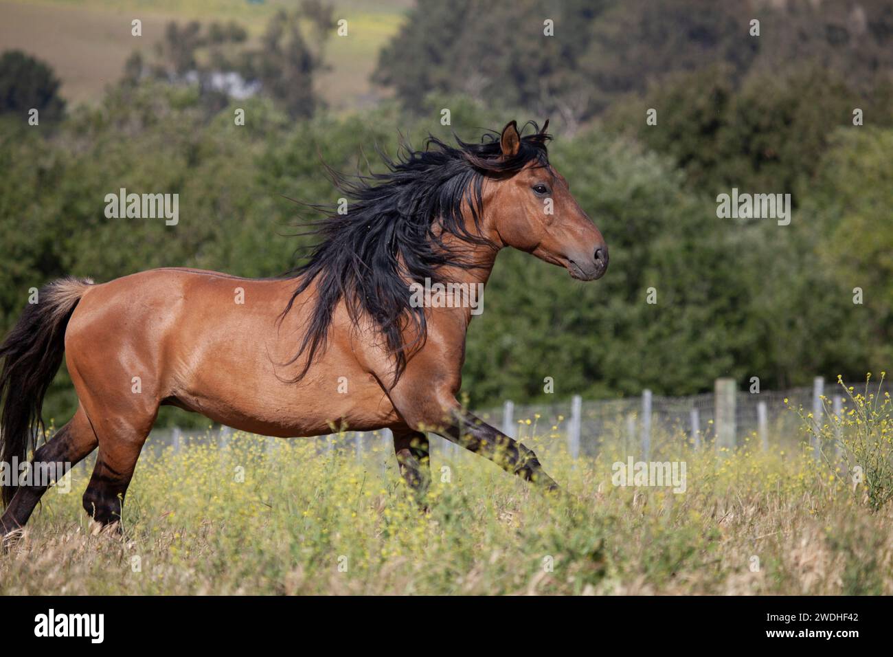Beautiful horse running in pasture- dun stallion mustang Stock Photo ...