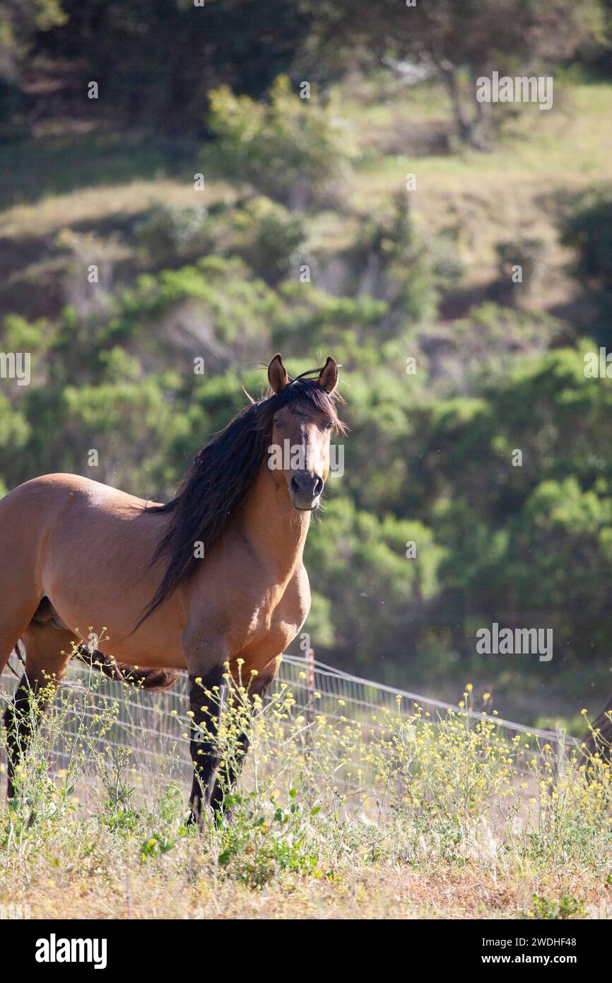 Beautiful horse running in pasture- dun stallion mustang Stock Photo ...