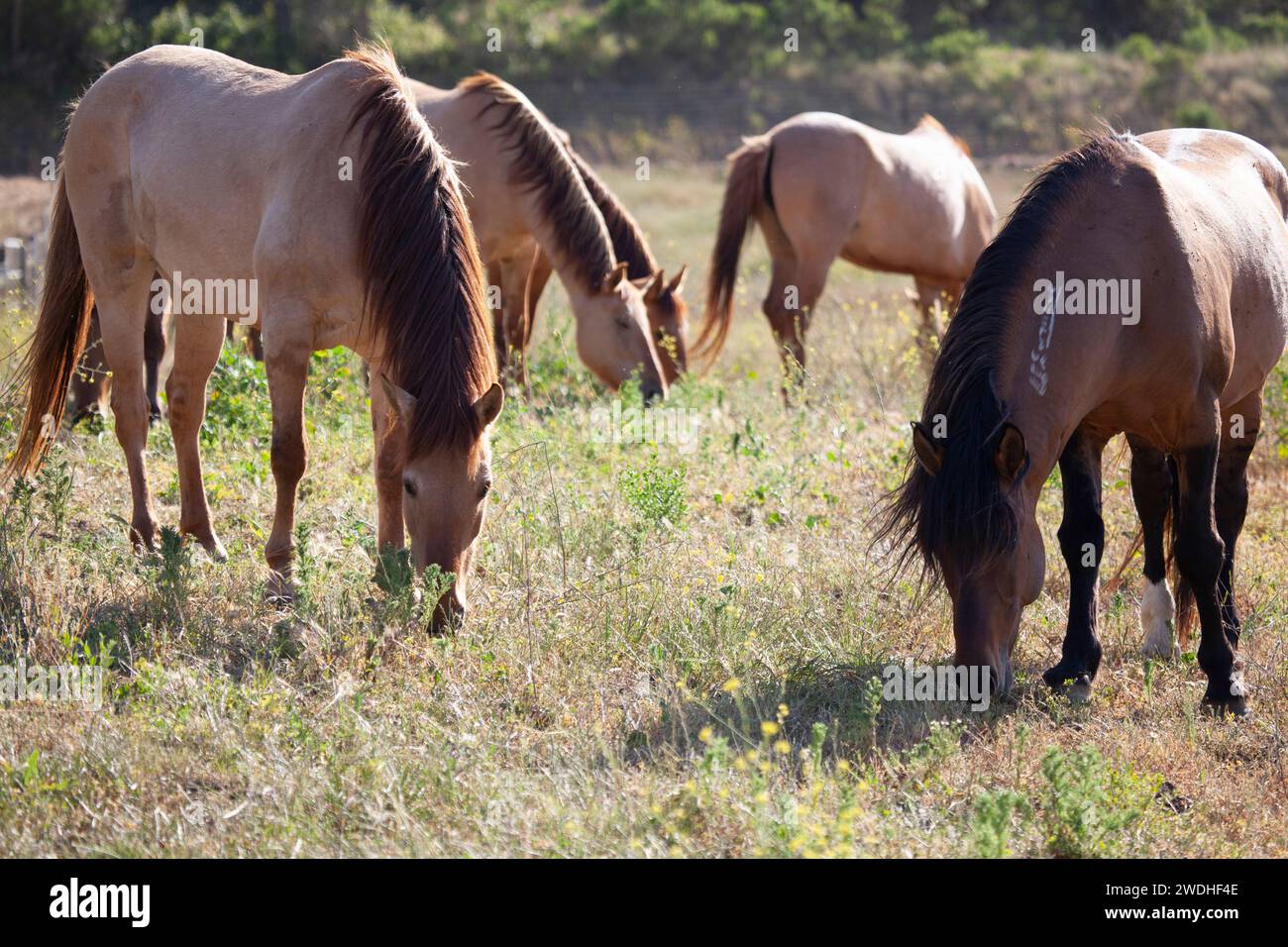 Stallion and herd of mustangs. Wild horses in field Stock Photo - Alamy