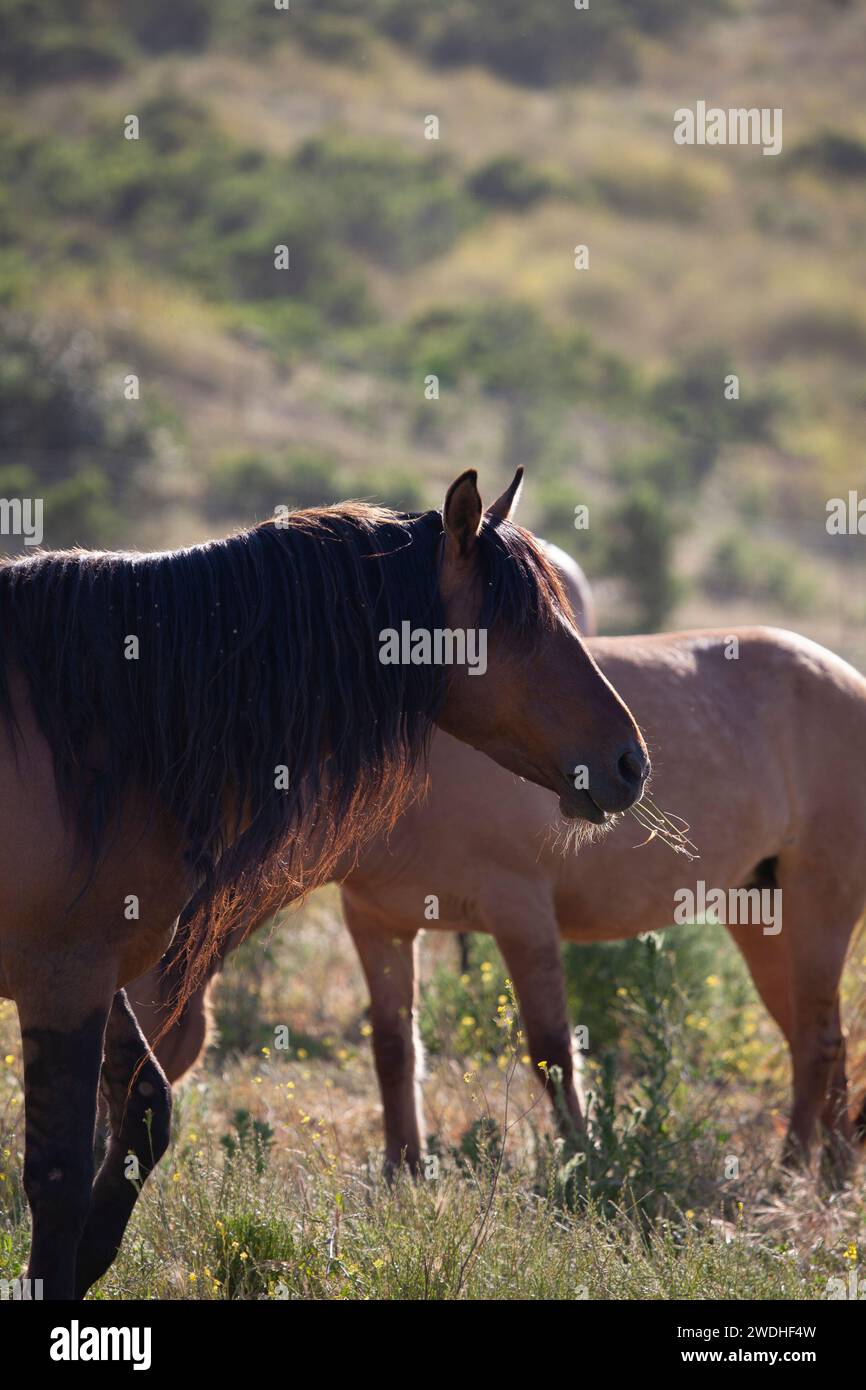 Stallion and herd of mustangs. Wild horses in field Stock Photo - Alamy