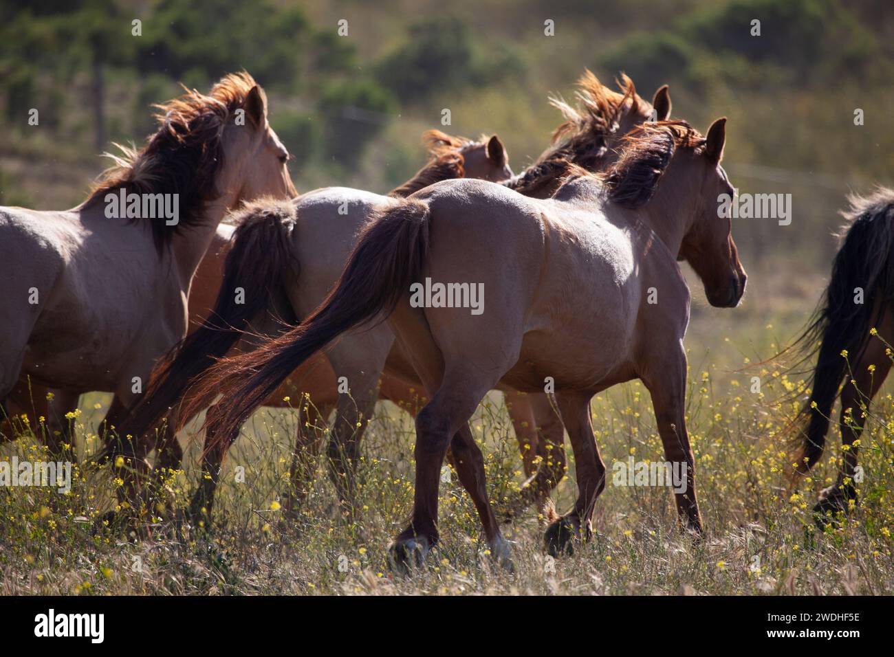 Herd of horses running together in pasture Stock Photo - Alamy
