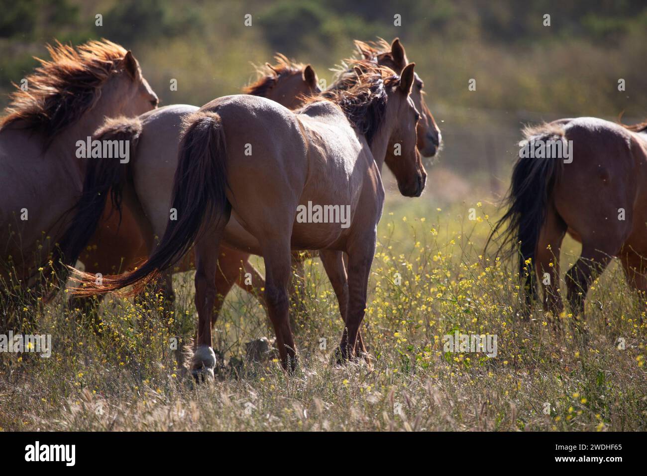 Herd of horses running together in pasture Stock Photo - Alamy