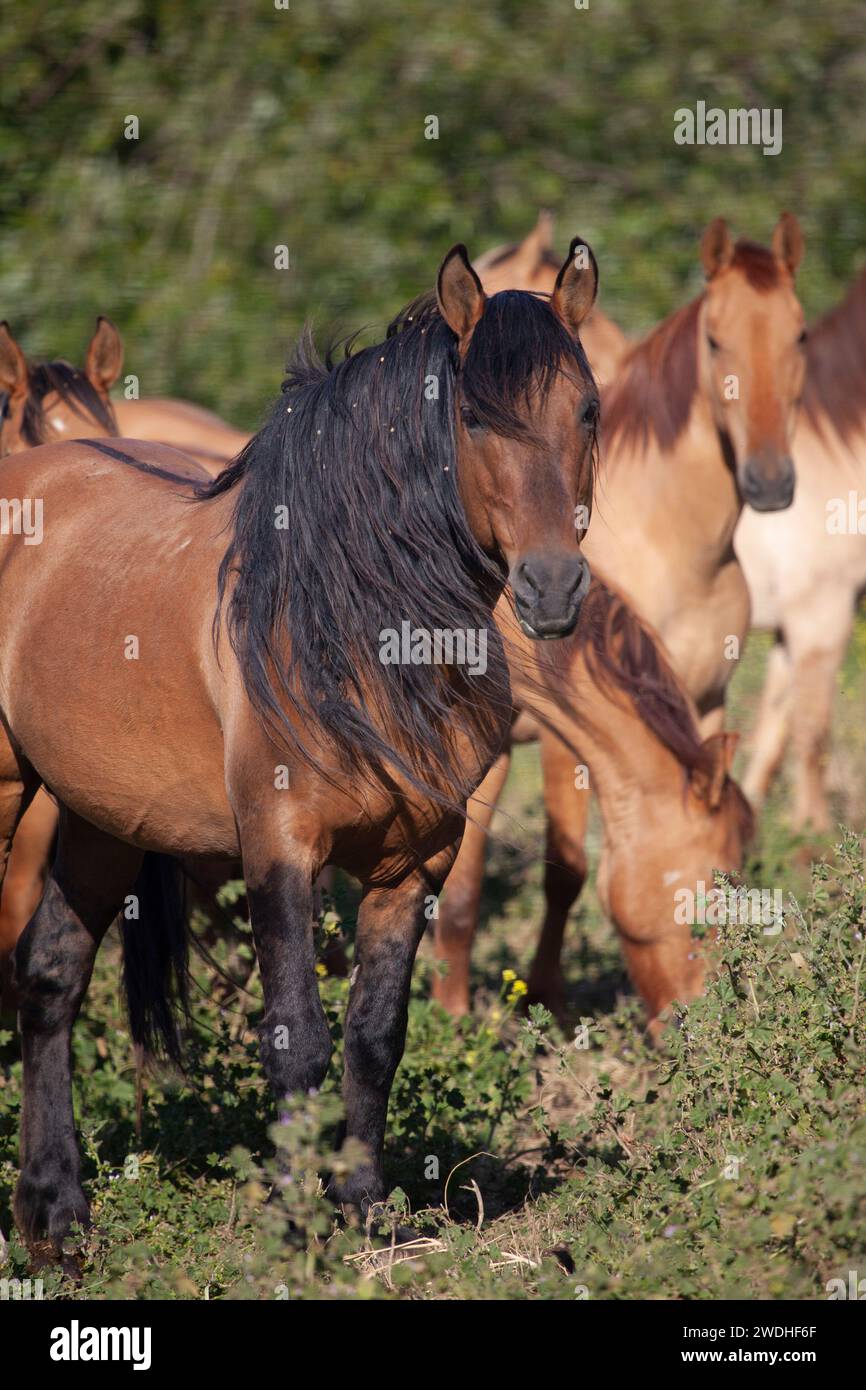 Stallion and herd of mustangs. Wild horses in field Stock Photo - Alamy