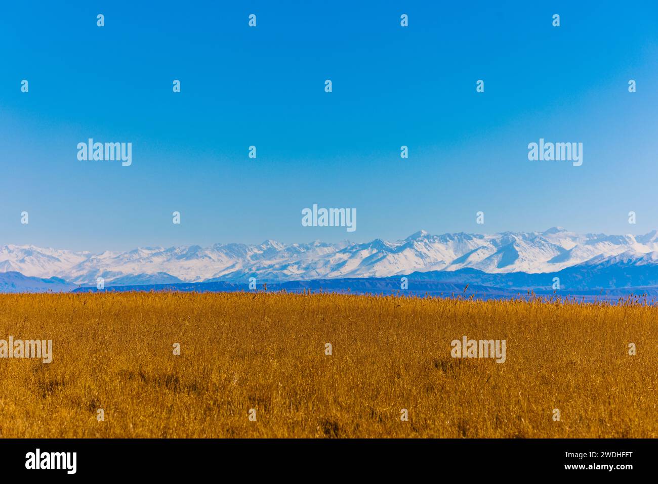 tall dry yellow grass field in front of mountains sunny autumn ...