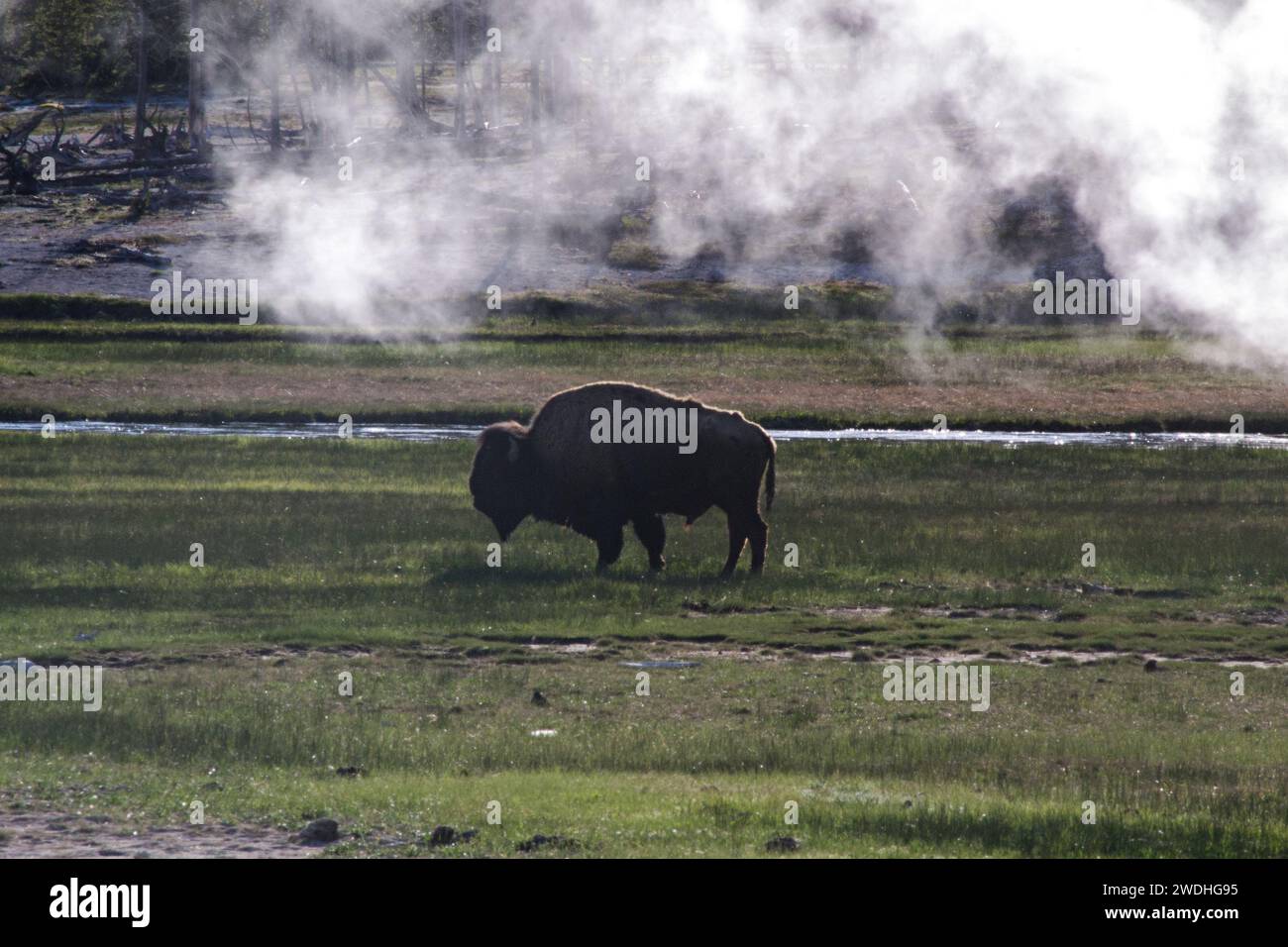 Prairie grass roots hi-res stock photography and images - Alamy