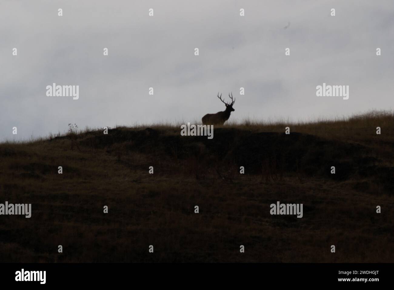 Prairie grass roots hi-res stock photography and images - Alamy