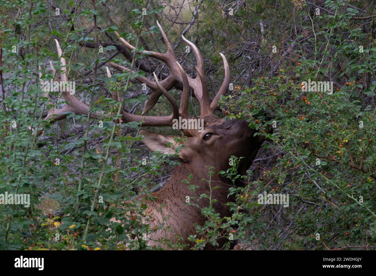 Shrubland deer hi-res stock photography and images - Alamy