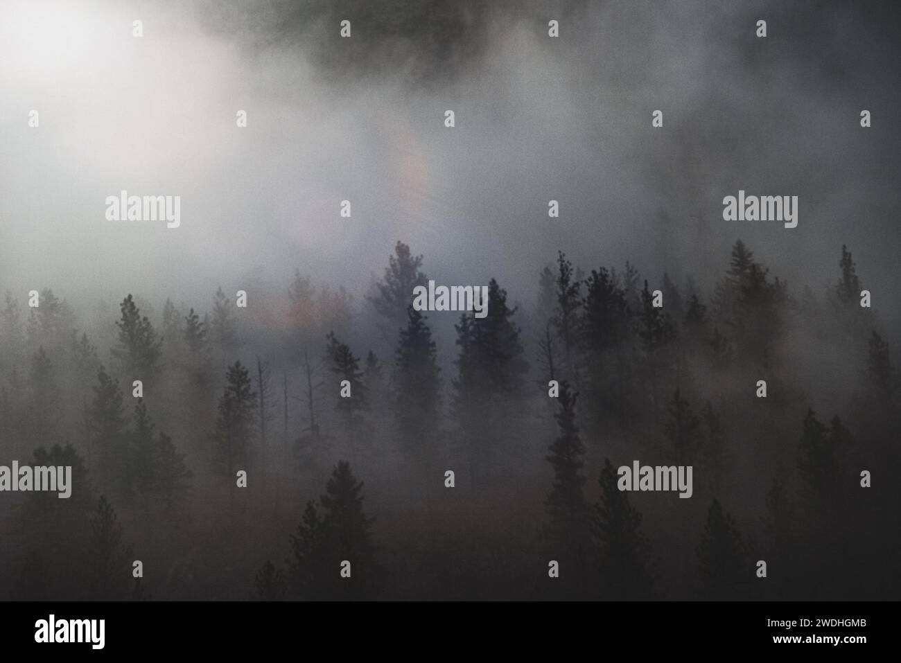 Rustic Roots Stock Photography Stock Photo - Alamy