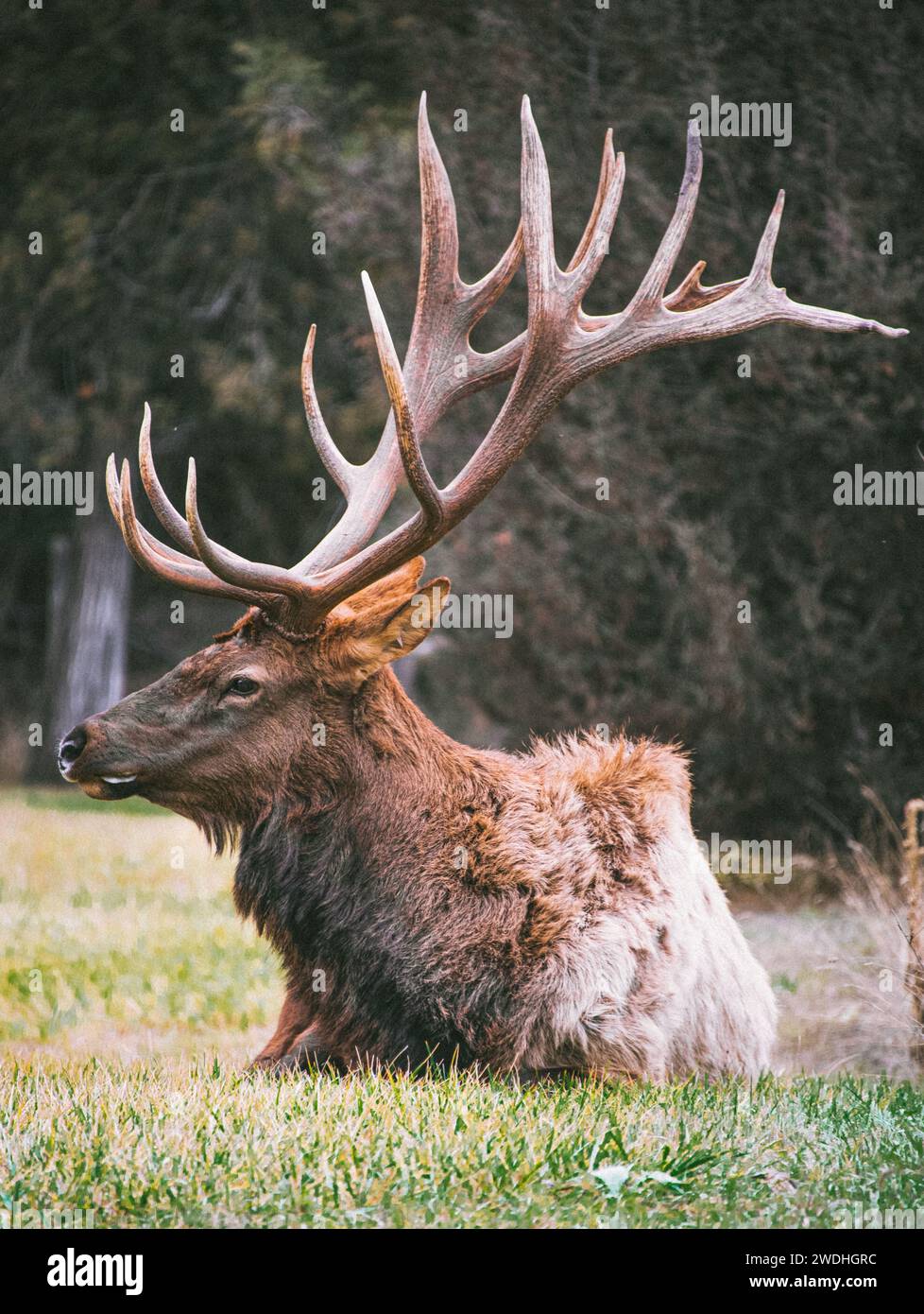 Rustic Roots Stock Photography Stock Photo - Alamy