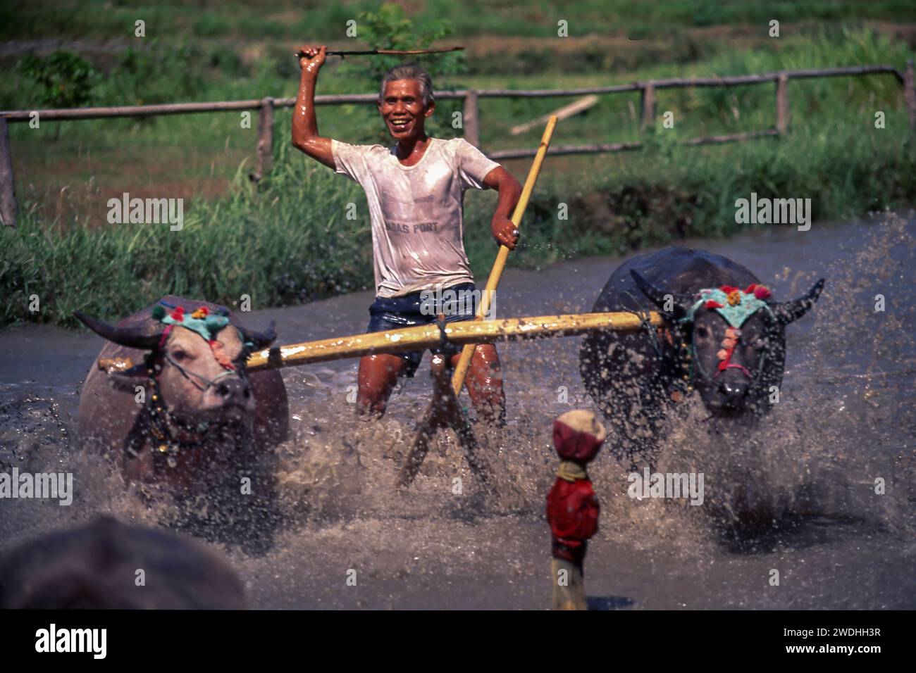 Man riding pair of buffalo-racing, taken in 1996, Badas District ...