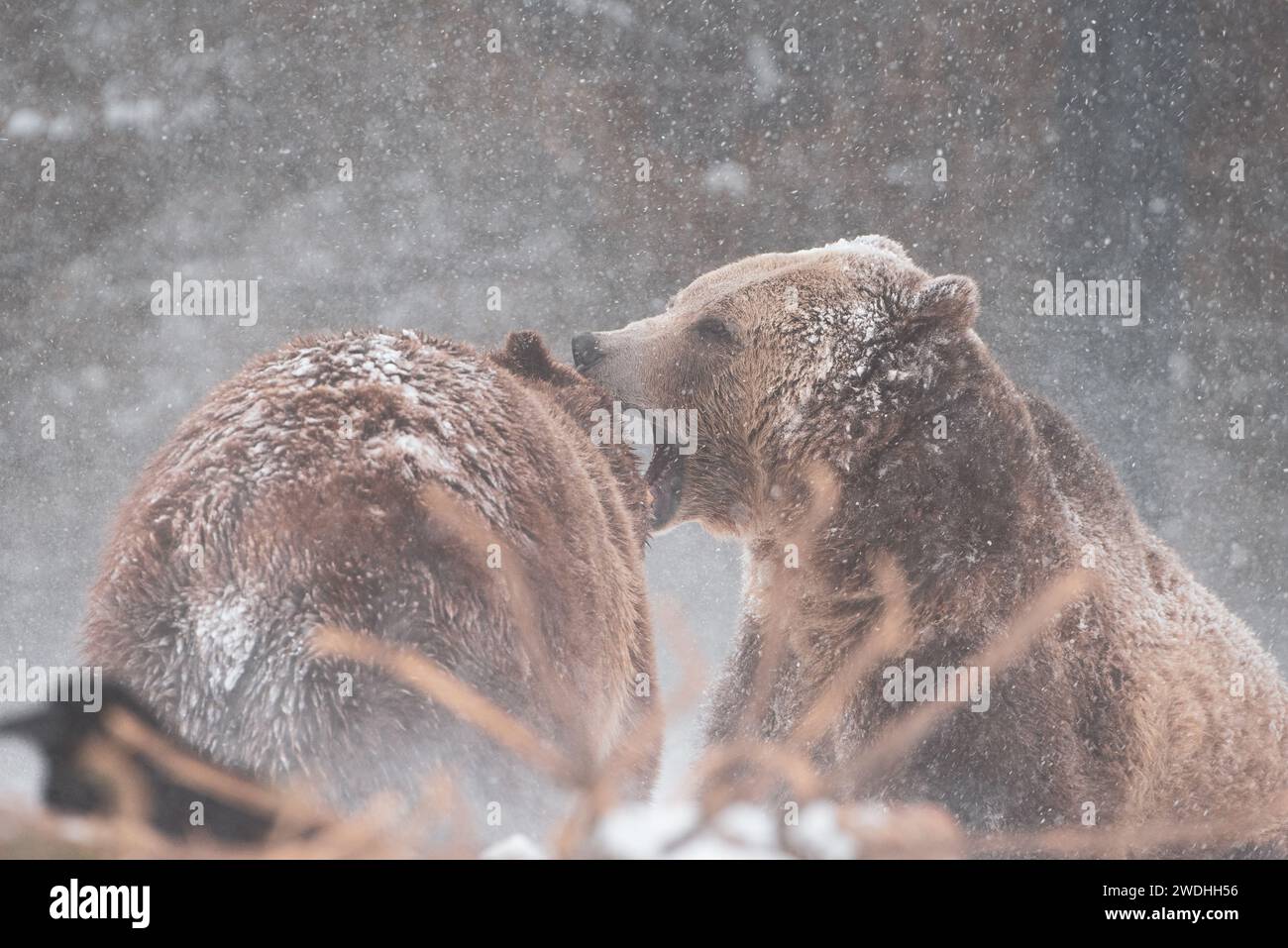 Rustic Roots Stock Photography Stock Photo - Alamy