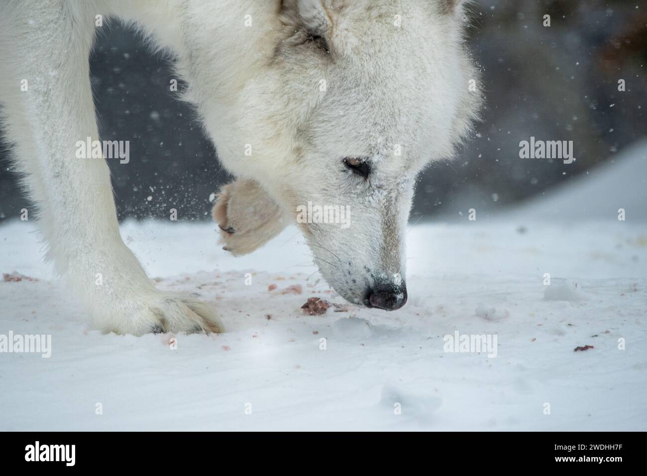 Rustic Roots Stock Photography Stock Photo - Alamy