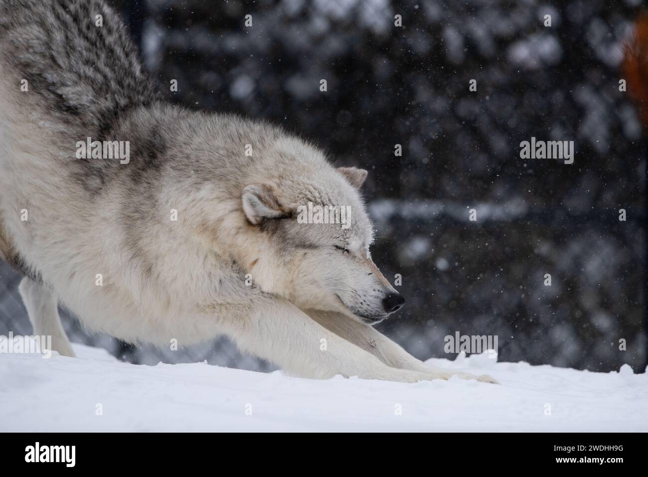 Rustic Roots Stock Photography Stock Photo - Alamy