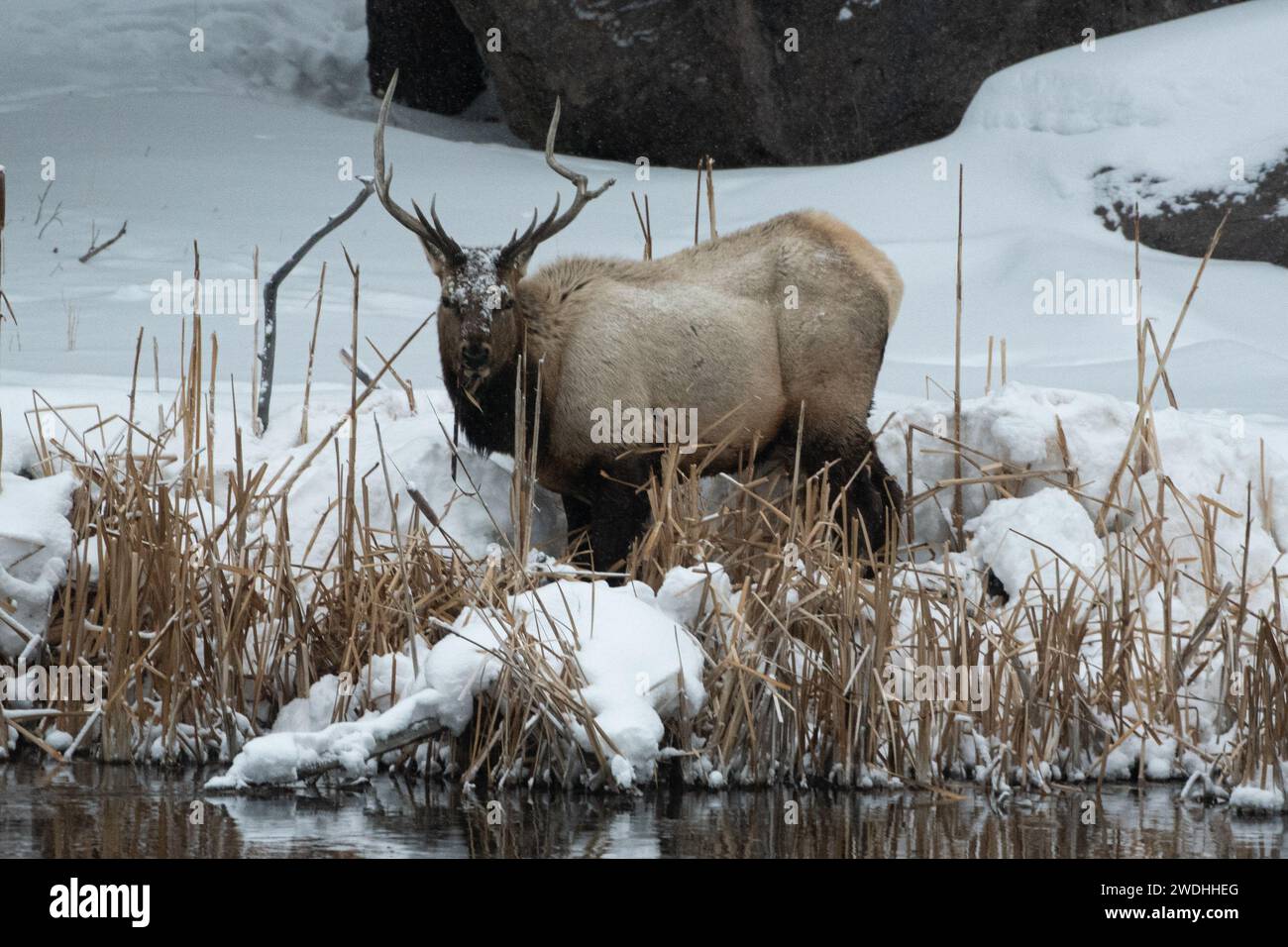 Rustic Roots Stock Photography Stock Photo - Alamy