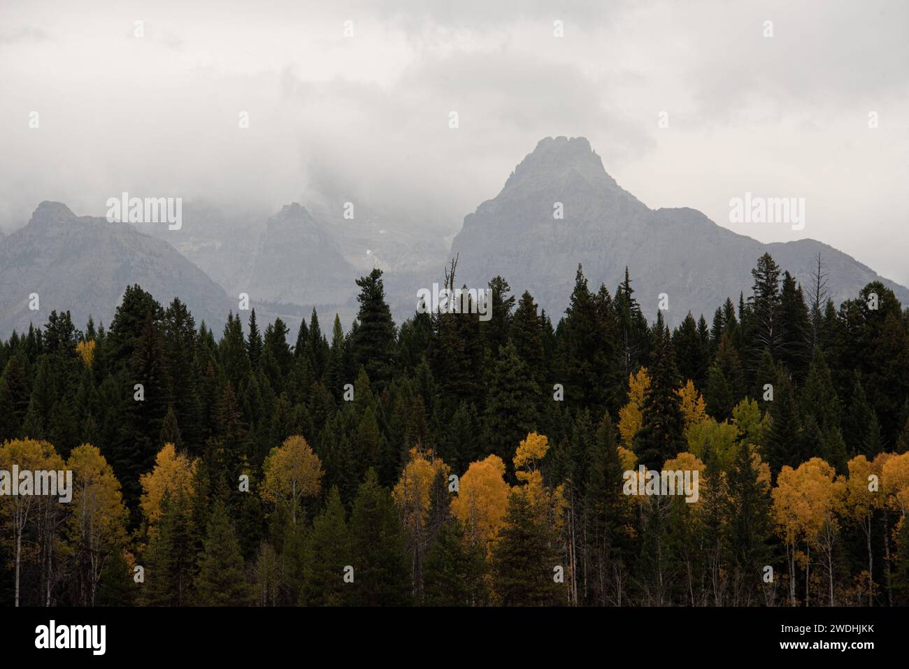 Chaparral plant community hi-res stock photography and images - Alamy