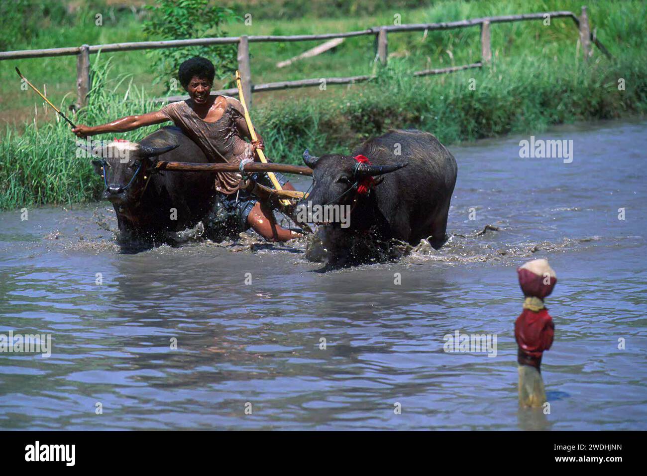 Man riding pair of buffalo-racing, taken in 1996, Badas District ...