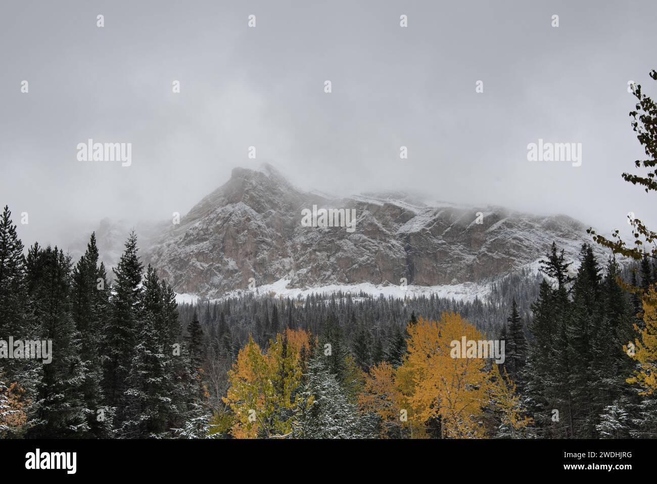 Rustic Roots Stock Photography Stock Photo - Alamy