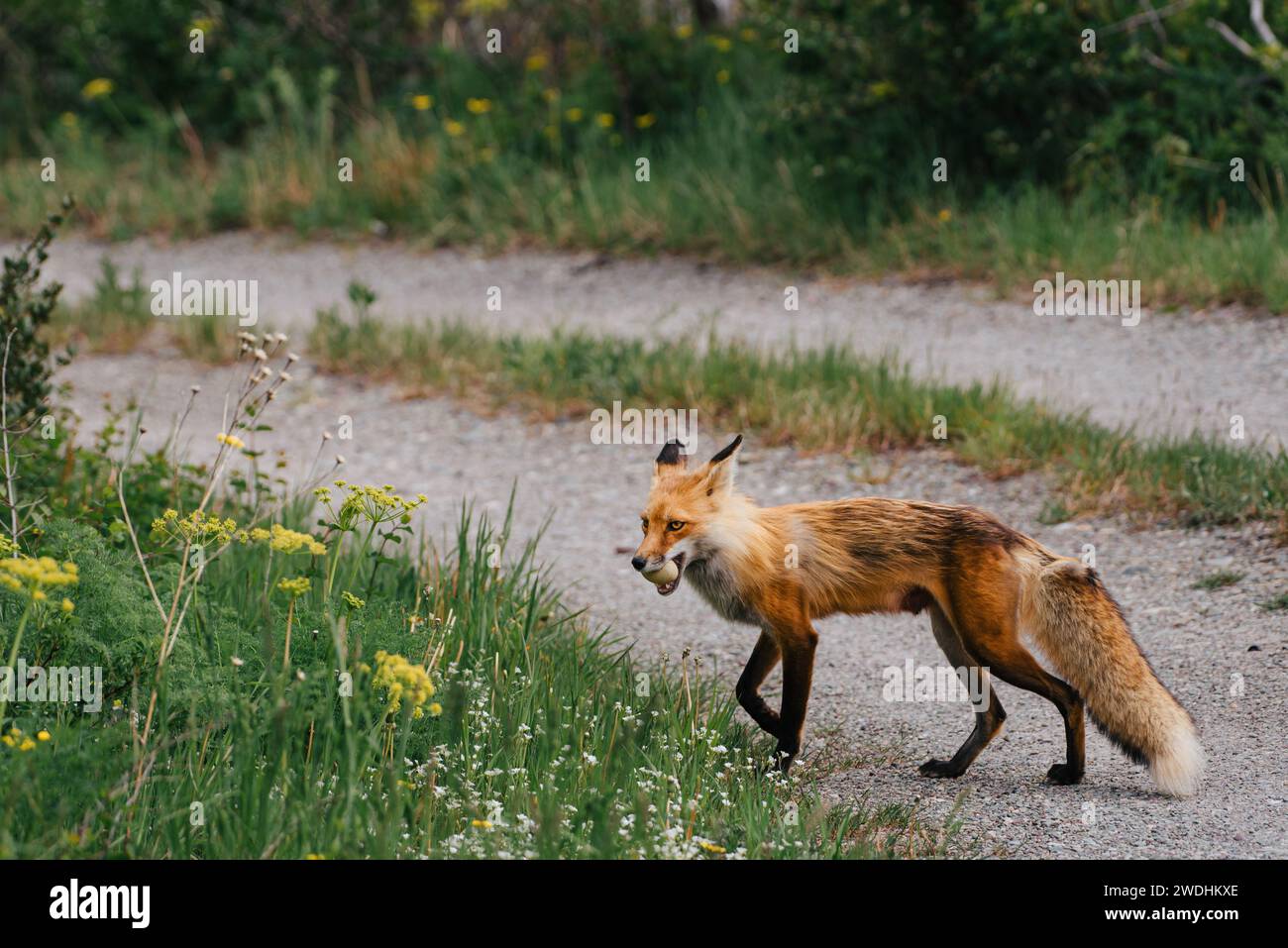 Grey fox with kit hi-res stock photography and images - Alamy