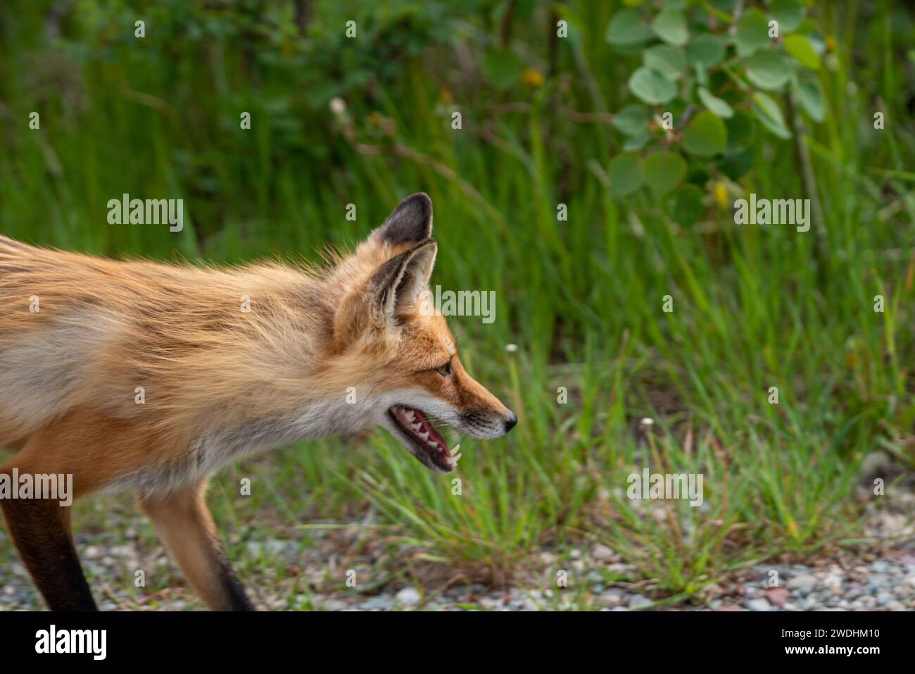 Prairie groundcover hi-res stock photography and images - Alamy