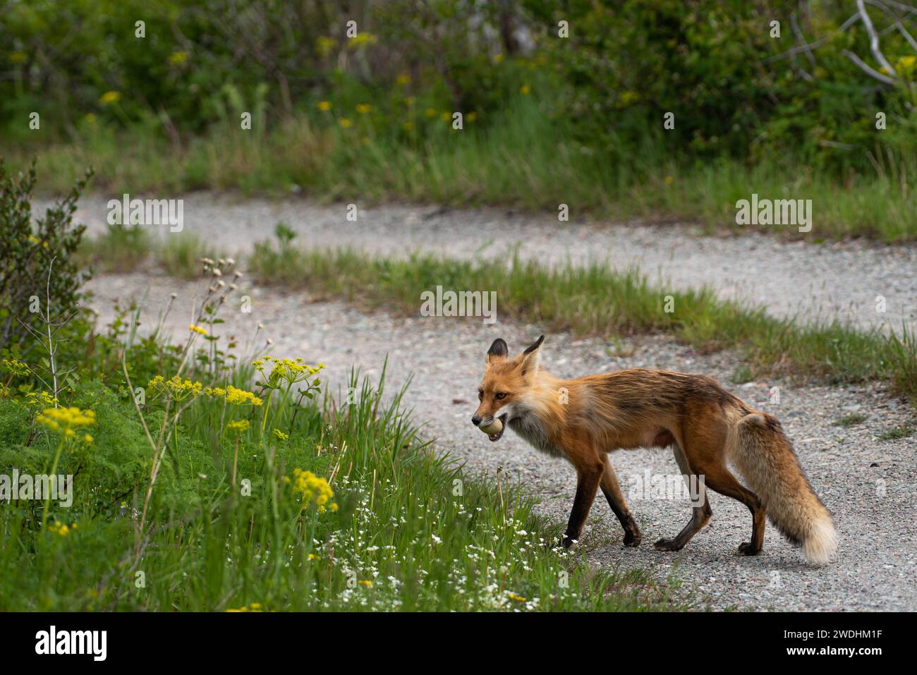 Prairie groundcover hi-res stock photography and images - Alamy